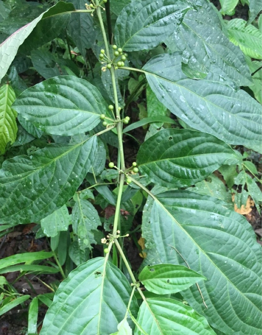 Urophyllum Care (Watering, Fertilize, Pruning, Propagation) - PictureThis