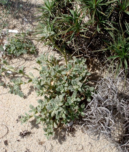 Catchfly (Silene succulenta) Flower, Leaf, Care, Uses - PictureThis
