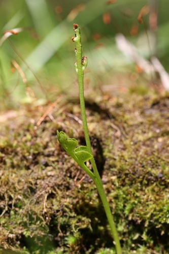 Botrychium - PictureThis