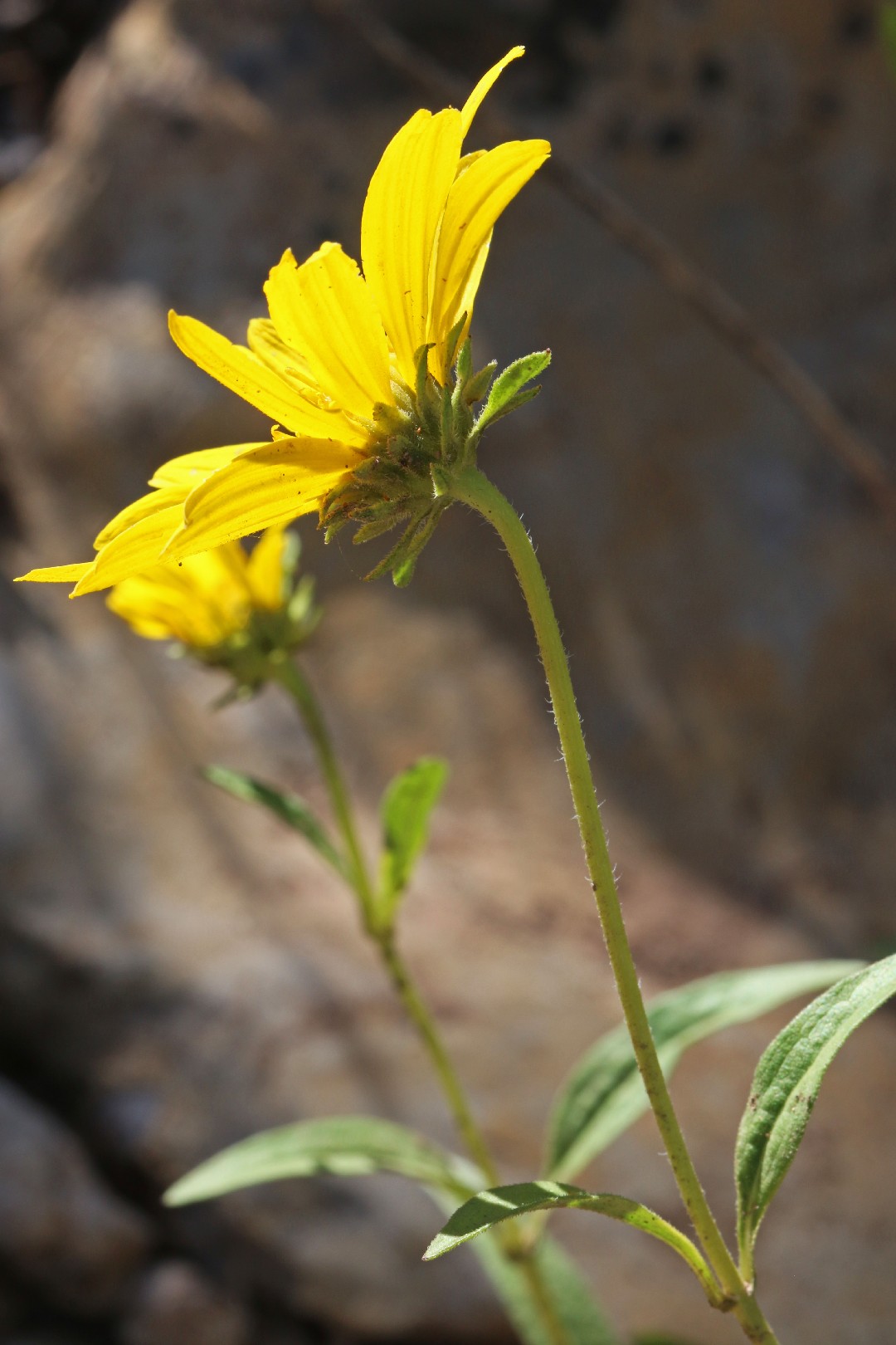Helianthella uniflora - PictureThis