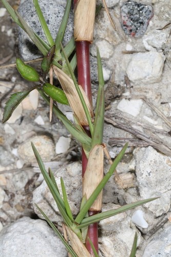 Axonopus furcatus - PictureThis