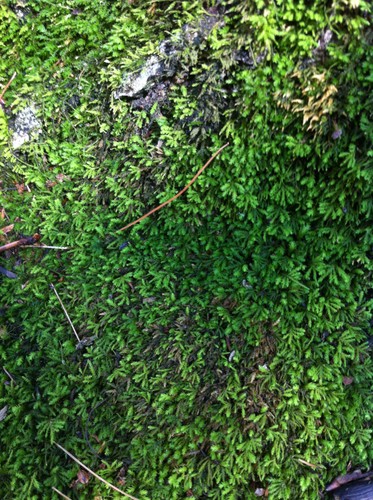 Common tree-apron moss (Anomodon attenuatus) Flower, Leaf, Care, Uses ...