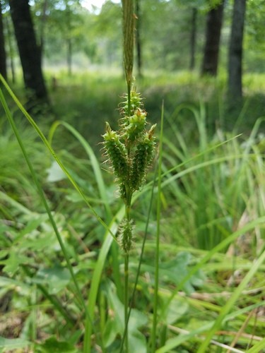 Cypress swamp sedge (Carex joorii) Flower, Leaf, Care, Uses - PictureThis
