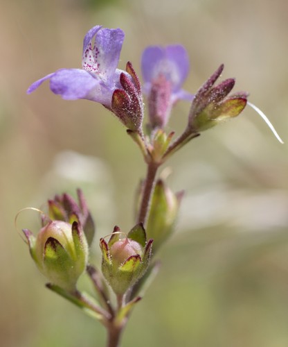 Collinsia callosa - PictureThis
