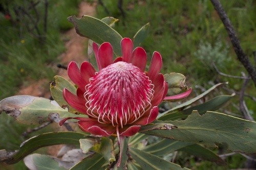 Protea caffra - PictureThis