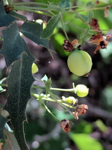 Texas barberry (Berberis swaseyi) Flower, Leaf, Care, Uses - PictureThis