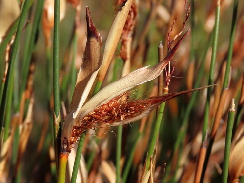 Jointed rushes (Restionaceae) Flower, Leaf, Care, Uses - PictureThis
