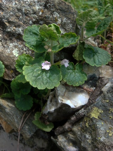 Glechoma sardoa - PictureThis