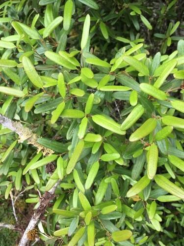 Weinmannia Care (Watering, Fertilize, Pruning, Propagation) - PictureThis