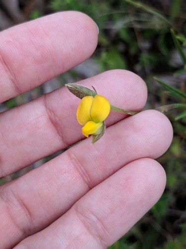 Crotalaria rotundifolia - PictureThis