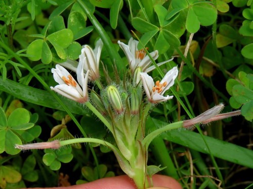 Asphodel (Asphodelaceae) Flower, Leaf, Care, Uses - PictureThis