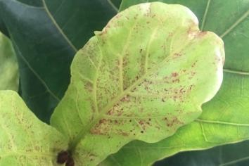 Terminalia myriocarpa Cuidados (Plantando, Fertilizantes, Enfermedades ...