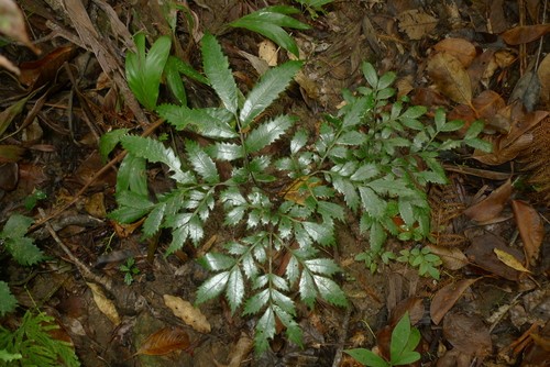 Ptisana attenuata Flower, Leaf, Care, Uses - PictureThis