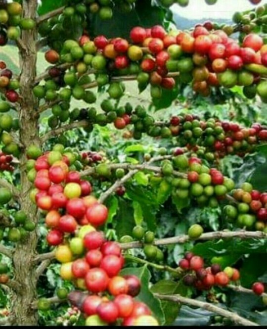 Goniothalamus (Goniothalamus) - Picturethis