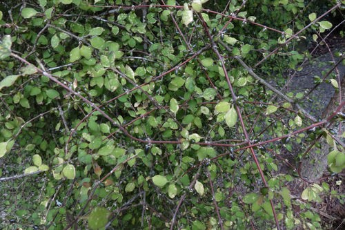 Coprosma rubra - PictureThis