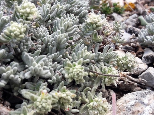 Poleo de monte (Teucrium polium) - PictureThis
