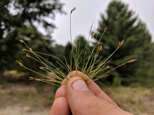Bulbostylis Care (Watering, Fertilize, Pruning, Propagation) - PictureThis