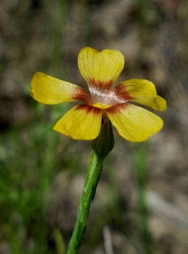 Linum imbricatum - PictureThis