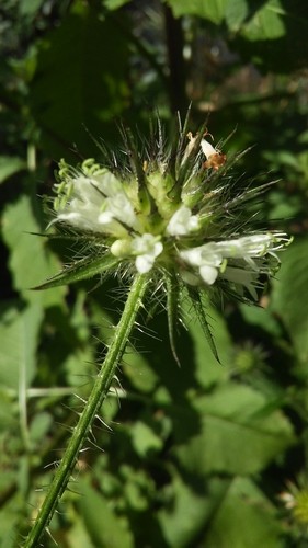Dipsacus strigosus - PictureThis