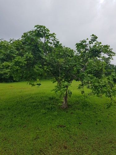 Intsia bijuga - PictureThis