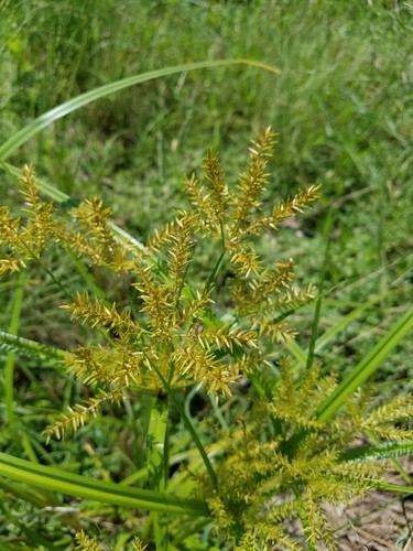 Finger flatsedge (Cyperus digitatus) Flower, Leaf, Care, Uses - PictureThis