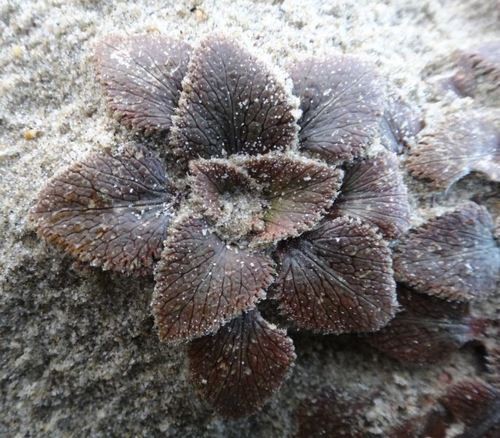 Gunnera hamiltonii - PictureThis