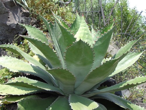 Agave inaequidens - PictureThis