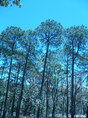 Pino azteca (Pinus teocote) - PictureThis