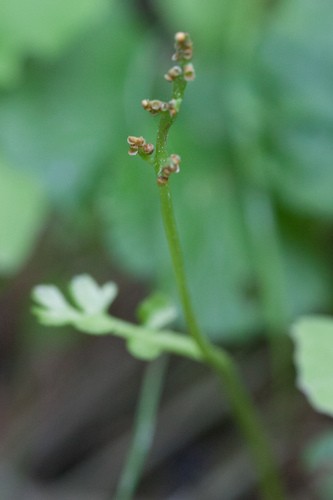Mingan moonwort (Botrychium minganense) Flower, Leaf, Care, Uses ...