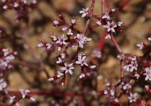 Buckwheat (Polygonaceae) Flower, Leaf, Care, Uses - PictureThis