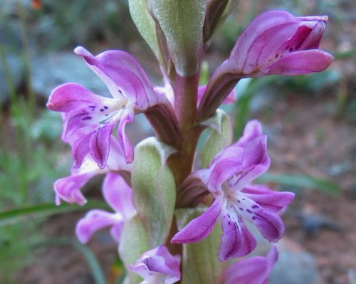 Satyrium erectum - PictureThis