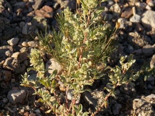 Atriplex elegans - PictureThis