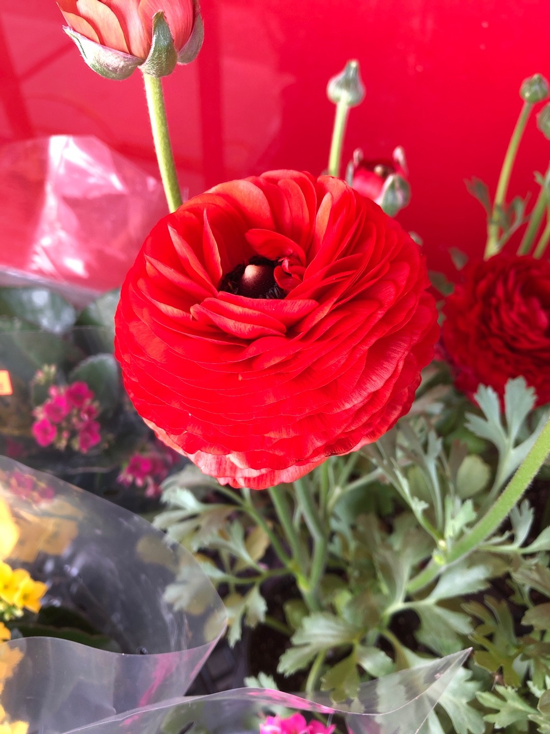 Ranunculus (Ranunculus) - PictureThis