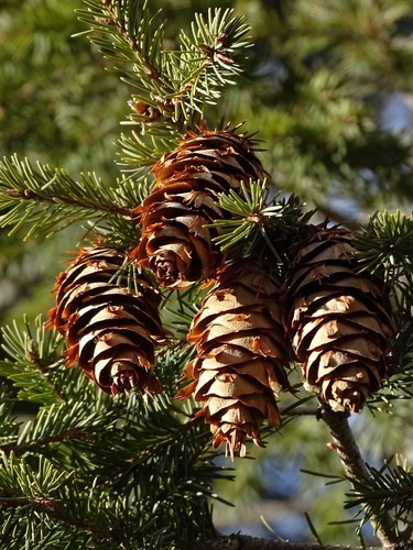 Douglasie blaue (Pseudotsuga menziesii var. glauca) - PictureThis