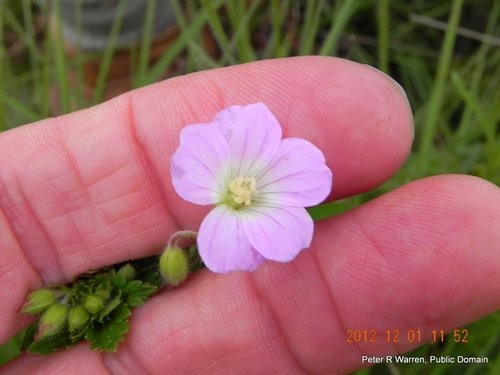 Geranium pulchrum - PictureThis