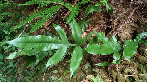 Tectaria harlandii - PictureThis