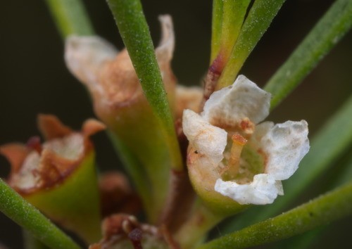 How to Plant and Grow Weeping baeckea(Baeckea frutescens)