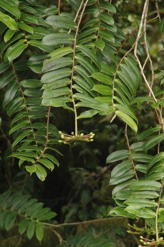 Marcgravia Care (Watering, Fertilize, Pruning, Propagation) - PictureThis