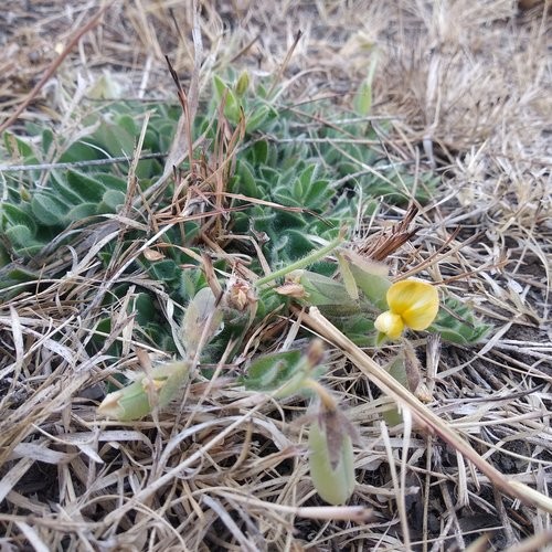 Crotalaria rotundifolia - PictureThis