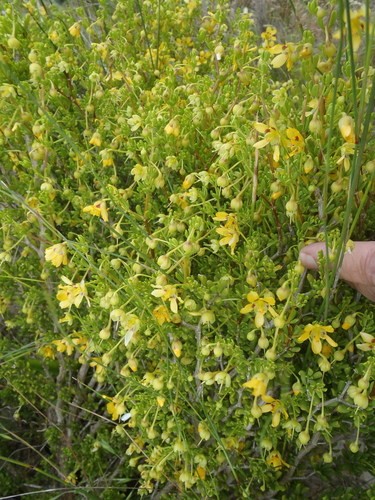 Roepera flexuosa - PictureThis