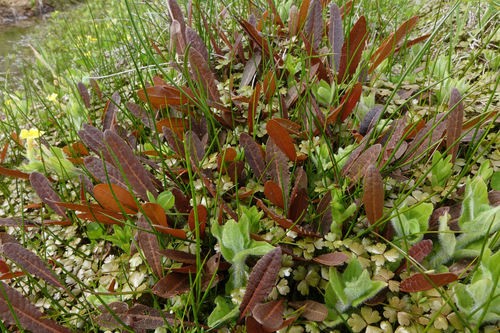 Rumex flexuosus - PictureThis
