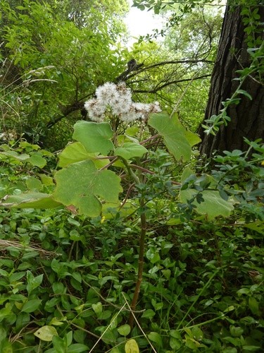 How to Plant and Grow Velvet groundsel(Roldana petasitis)