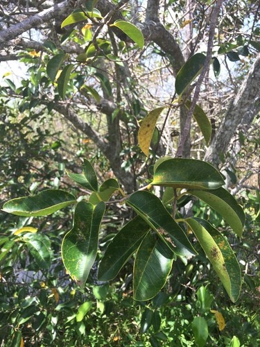 Anón liso (Annona glabra) - PictureThis