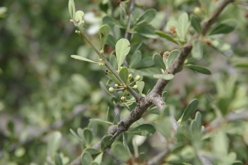 Bully trees (Sideroxylon) Flower, Leaf, Care, Uses - PictureThis