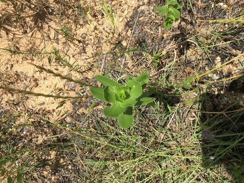 Goldenweed (Grindelia ciliata) Flower, Leaf, Care, Uses - PictureThis