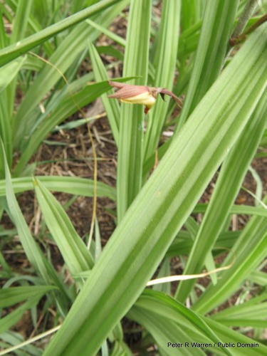 Eulophia hereroensis Flower, Leaf, Care, Uses - PictureThis