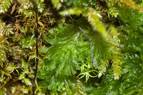 Anthoceros fusiformis - PictureThis