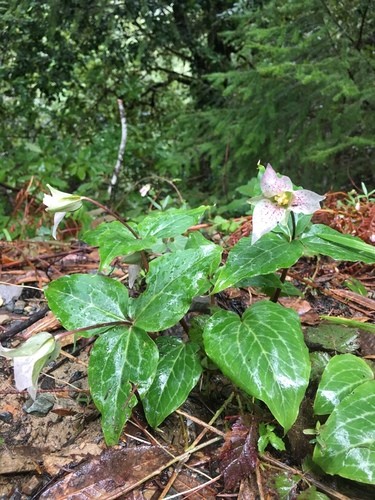 Pseudotrillium rivale - PictureThis