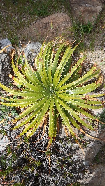 Texas false agave (Hechtia texensis) Flower, Leaf, Care, Uses - PictureThis