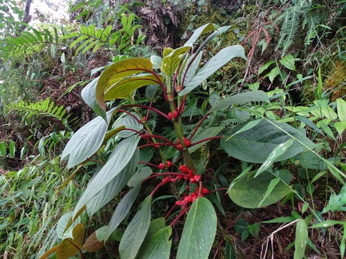 Glossoloma schultzei - PictureThis